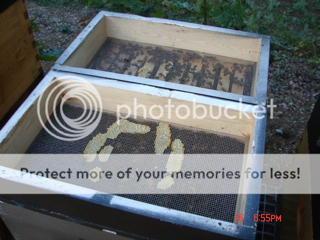 How I plan on overwintering 40 mating nucs on mini frames | Beesource Beekeeping Forums